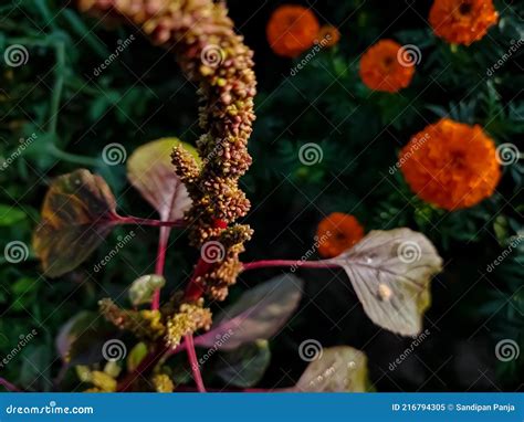 Amaranthus Collectively Known As Amaranth Is A Cosmopolitan Genus Of Annual Or Short Lived