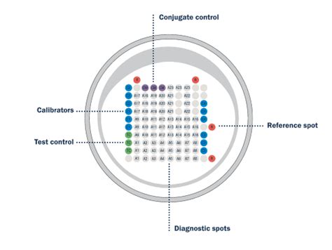 Microblot Array Mba Testline Clinical Diagnostics Sro