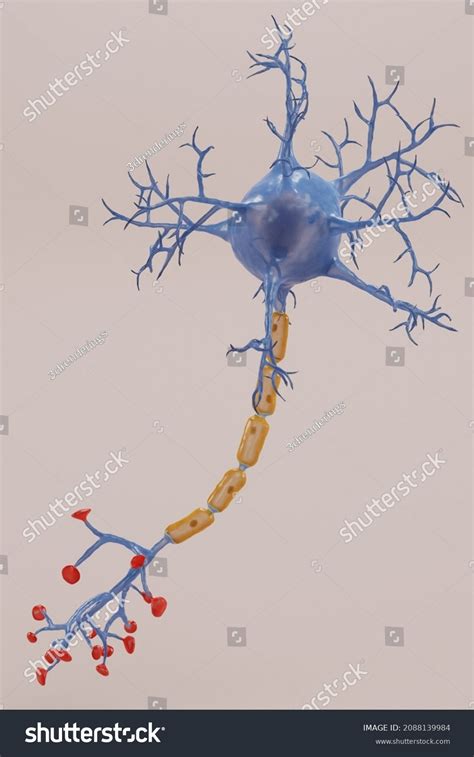 Realistic 3d Render Neuron Stock Illustration 2088139984 Shutterstock