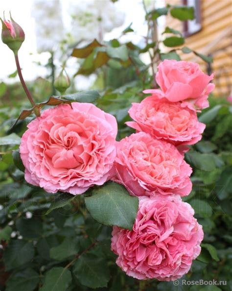 Галерея Laurent Cabrol Maslaucab Энциклопедия роз