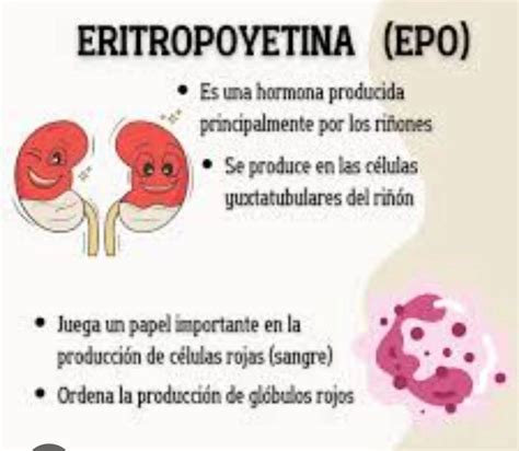 La Eritropoyetina Epo Es Una Hormona Que Se Produce En Los Riñones Y