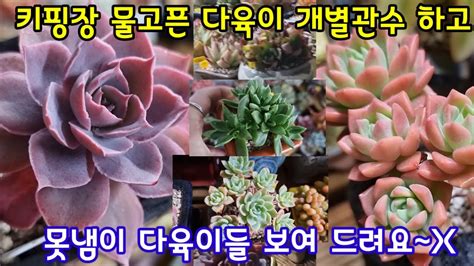 물고픈 키핑장 다육이 골라서 겨울 개별물관수 요정도해요 💦 못냄이 다육이들도 당연히 있지요😆 조금씩 회복하는 모습도 즐기시길