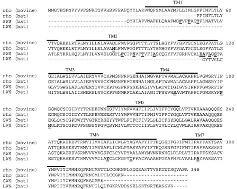 Protein Sequence Alignment Of M Lucifugus Bat Visual Opsins As Download Scientific Diagram