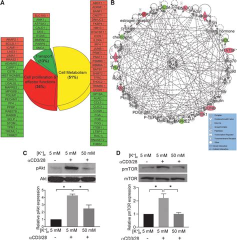Proteomics And Pathway Network Analysis Of Activated T Cells In High [k