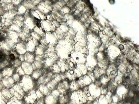 Botanica Inclusiones Celulares