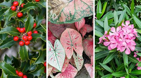 Poisonous Plants Common Poisonous Plants To Avoid This Spring High