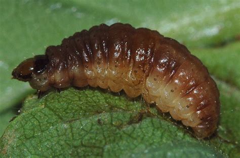 Fat Brown Larva Bugguidenet