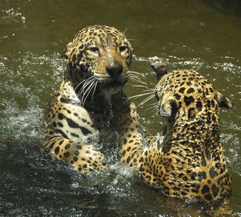Jaguars At Play Jaguar Buddies Wrasslin In The Water At T Flickr