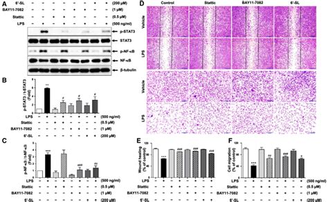 6′ Sl Protects Endothelial Barrier Function By Down Regulating Download Scientific Diagram