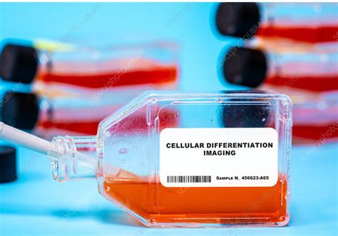 Cellular Differentiation Imaging Stock Image F0446277 Science