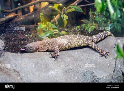 The Mexican Beaded Lizard Heloderma Horridum Is A Species Of Lizard