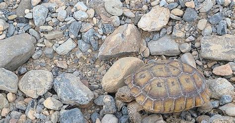 Oc Saw My First Ever Desert Tortoise On A Trail From An Abandoned Mine And Lots Of Wild