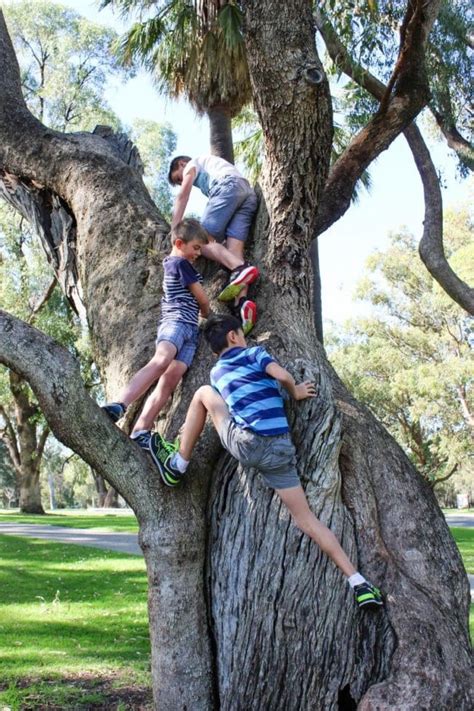Tree Climbing Whos Up For The Challenge Nature Play Wa Tree Climbing Whos Up For The Challenge Nature Play Wa