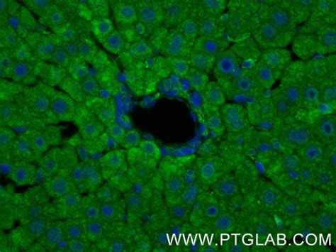 Ppar Gamma Antibody 81490 5 Rr Proteintech 武汉三鹰生物技术有限公司