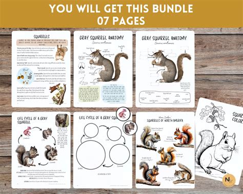 Squirrel Unit Studyfall Homeschool Printables Squirrel Anatomy