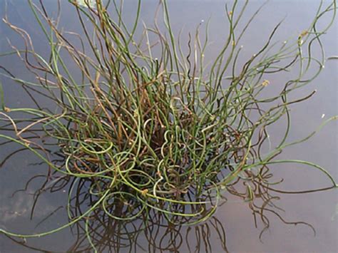 Juncus Spiralis Merebrook Pond Plants