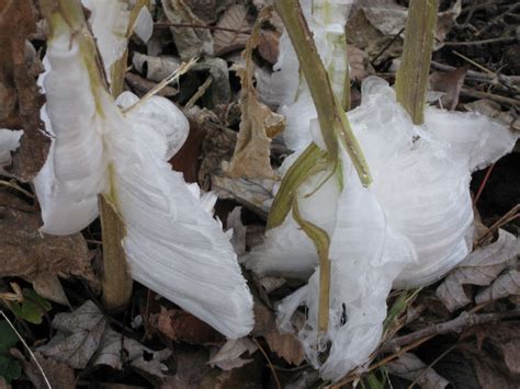 Frost Flowers Wild Ones St Louis