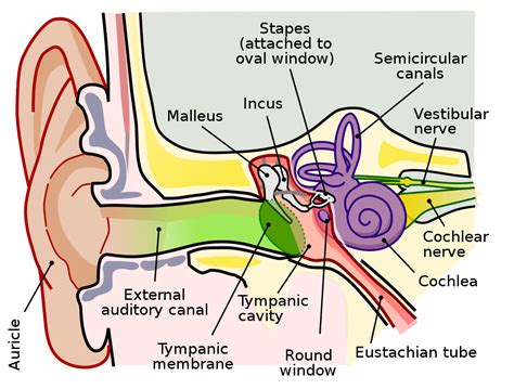 Ear Nose And Throat Otitis Media A Doctors Quick Guide To Middle