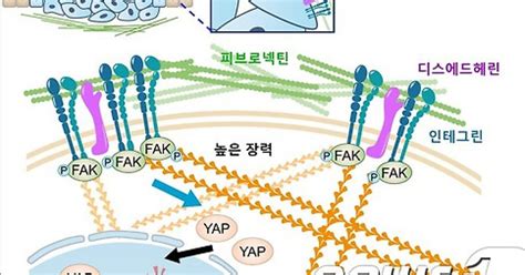 Gist 남정석 교수팀 암전이 새 메커니즘 규명부작용 낮춘 치료제 기대