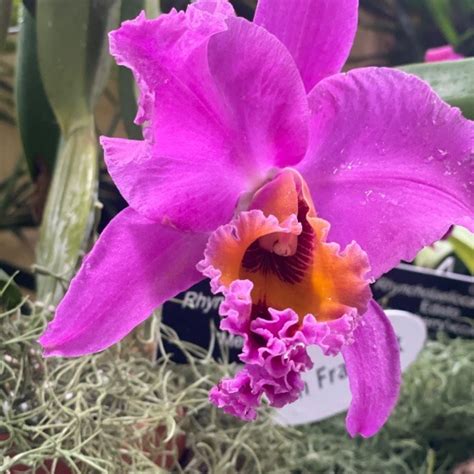 Adele Dazeem Arkansas Tech University United States Linkedin