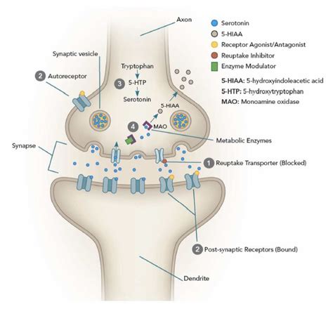 Functions Of Serotonin Neurotransmitter