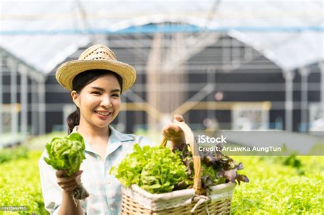 농부 채소밭 주인 젊은 아시아 친절한 여자 미소와 야채 샐러드 농장 보육원에서 생산된 유기농 신선한 수경 야채 온실 농업 사업 아이디어 2명에 대한 스톡 사진 및 기타