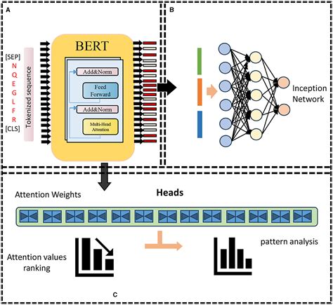 Frontiers Integration Of Natural And Deep Artificial Cognitive Models In Medical Images Bert
