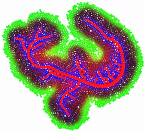 Snapshot From 2 D Simulations Showing Simultaneous Growth Of Tumor And