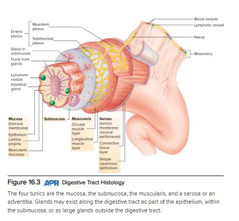 A P 2 Of 6 MODULE 8 Instructor Summary Pages Digestive System