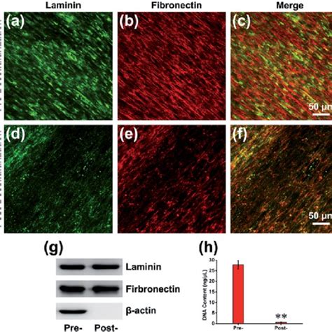 Composition Of Mef Derived Ecm A Laminin And B Fibronectin