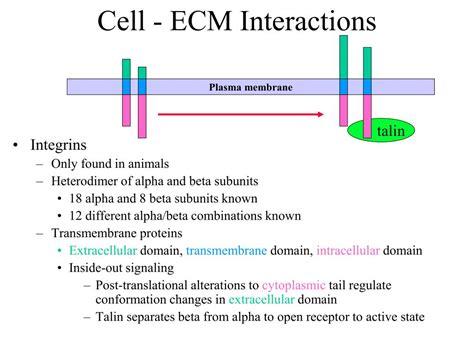 Ppt The Extracellular Space Powerpoint Presentation Free Download Id2169541