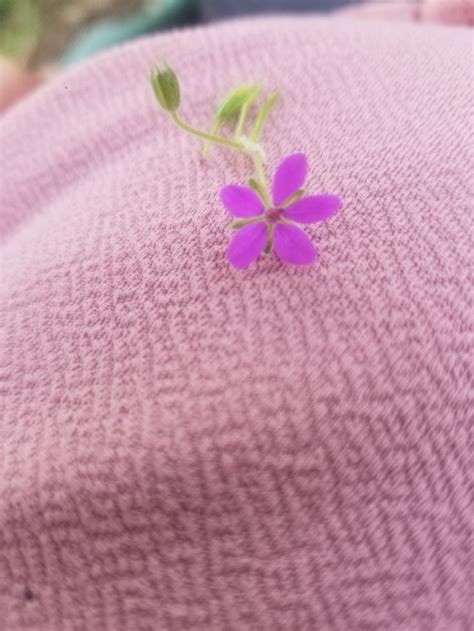 ورد بنفسجي Plants Garden