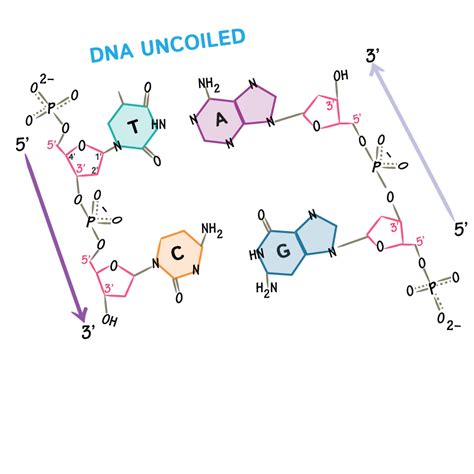 Biochemistry Glossary Dna Structure And Base Pairing Ditki Medical