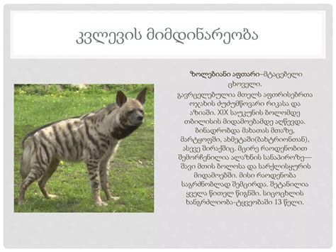 მოსწავლის პრეზენტაცია Pptx