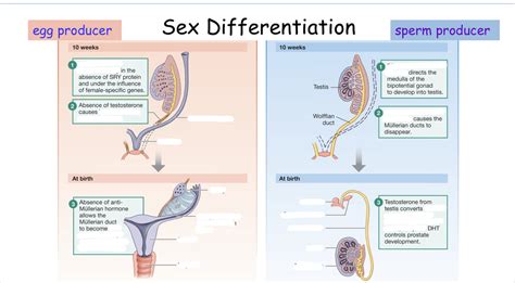 Sex Differentiation 10 Weeks Diagram Quizlet