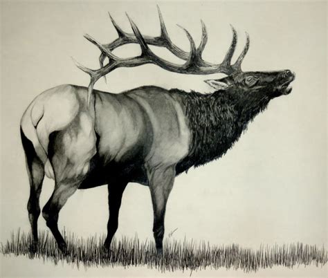 Majestic Elk Drawing In Grass