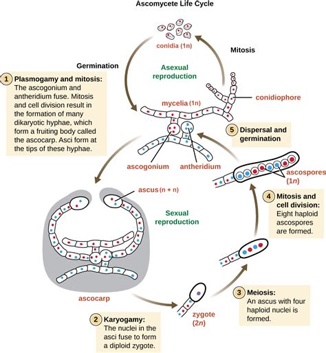 Life Cycle Of Agaricus With Diagram