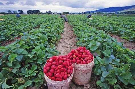 Strawberry Genome Sequencing Will Lead To Genetic Improvements Farm Progress