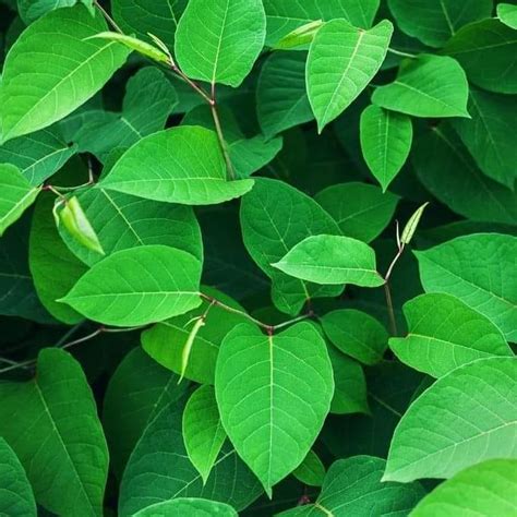 Ногоон навч Эрдэнэцагаан сум