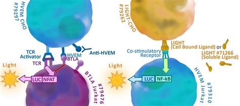 Hvem Light Btla New Immunotherapy Targets