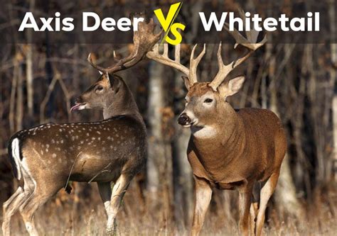 Axis Deer Vs Whitetail A Comparison Of Two Iconic Deer Species The Axis Deer Vs Whitetail A Comparison Of Two Iconic Deer Species The