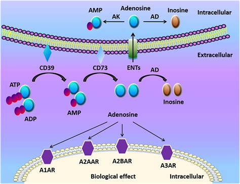 Frontiers Adenosine At The Interphase Of Hypoxia And Inflammation In