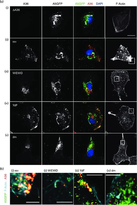 Immunofluorescence Analysis Of Infected Cells Bs C 1 Cells Infected