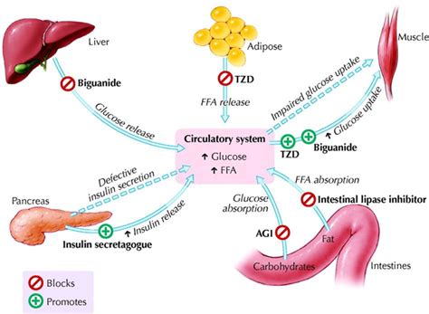 Oral Antihypoglycemic Agents Peripheral Brain