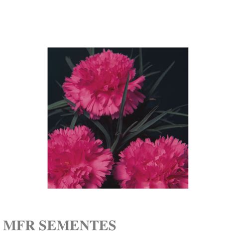 Sementes De Cravo Chabaud Rosa Rubelito Envelope C 100mg De Sementes