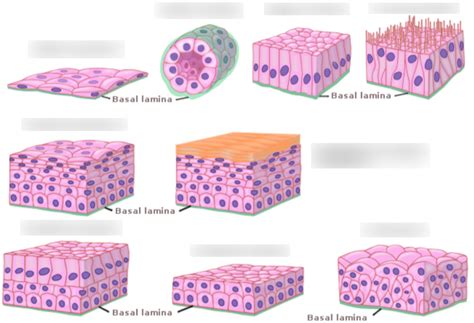 Diagram Of Anat 241 Epithelia Classification Quizlet
