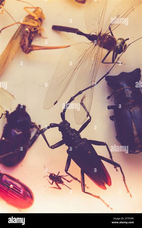 Collection Of Dried Dead Insects Pinned In A Box White Background