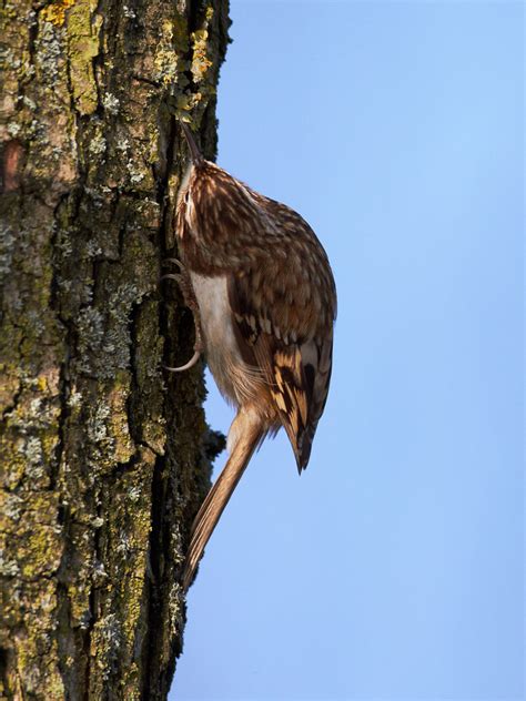 Treecreeper Treecreeper StuartJPP Flickr