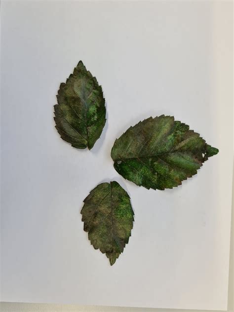 Starch Quantification Using Staining Image Image Analysis Image Sc Forum