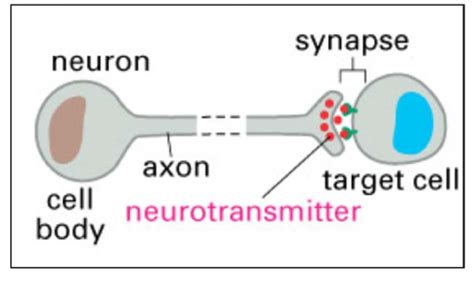 Lecture 11 12 Cell Signaling Basics Flashcards Quizlet